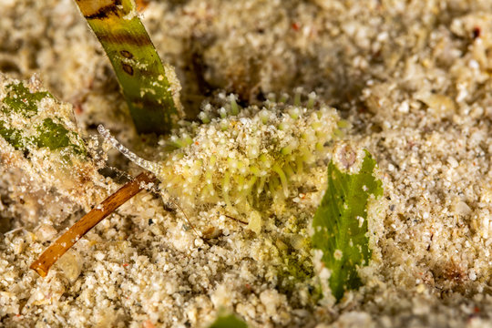 「Nudi」の画像 - 3,013 件の Stock 写真、ベクターおよびビデオ | Adobe Stock