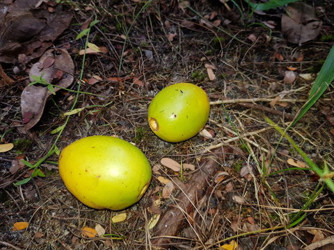 Umari Bilder – Durchsuchen 28 Archivfotos, Vektorgrafiken und Videos ...