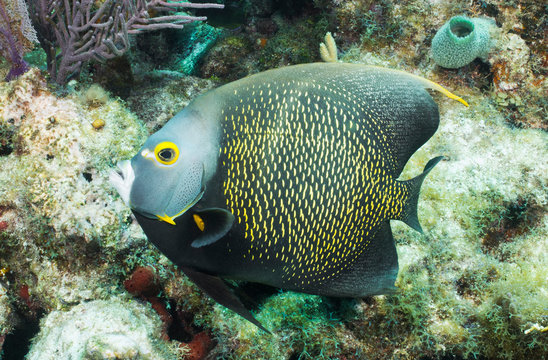 Anglefish Images – Browse 69 Stock Photos, Vectors, and Video | Adobe Stock Anglefish Images – Browse 69 Stock Photos, Vectors, and Video | Adobe Stock
