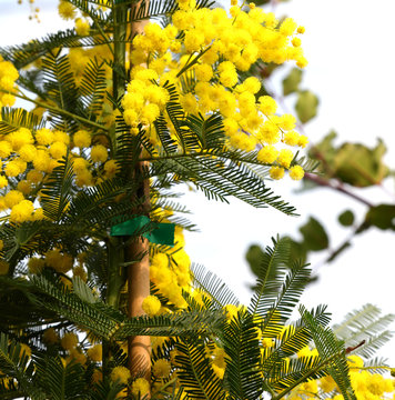 รูปภาพMimoseae – เลือกดูภาพถ่ายสต็อก เวกเตอร์ และวิดีโอ94 | Adobe Stock