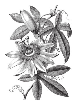 Passiflora Incarnata Drawing