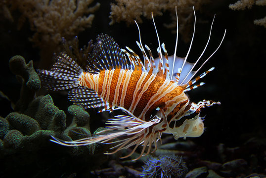 「Feuerfische」の画像 - 364 件の Stock 写真、ベクターおよびビデオ | Adobe Stock