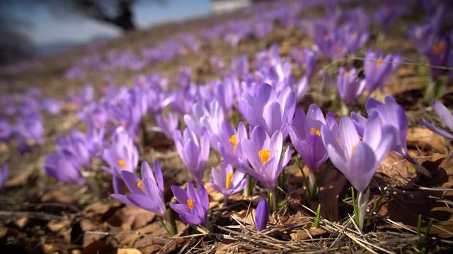 รูปภาพCorcus – เลือกดูภาพถ่ายสต็อก เวกเตอร์ และวิดีโอ86 | Adobe Stock