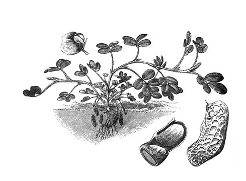Peanut Plant Clipart