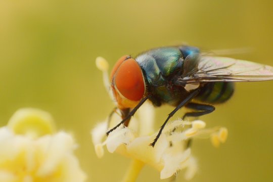 รูปภาพMuscidae – เลือกดูภาพถ่ายสต็อก เวกเตอร์ และวิดีโอ1,771 | Adobe Stock
