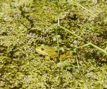 "Sapo Bilder – Durchsuchen 2,462 Archivfotos, Vektorgrafiken und Videos ...