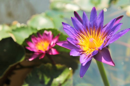 รูปภาพFlowres – เลือกดูภาพถ่ายสต็อก เวกเตอร์ และวิดีโอ306 | Adobe Stock