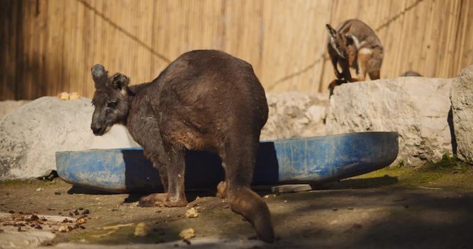 Wallaroo Images – Browse 1,403 Stock Photos, Vectors, and Video | Adobe ...