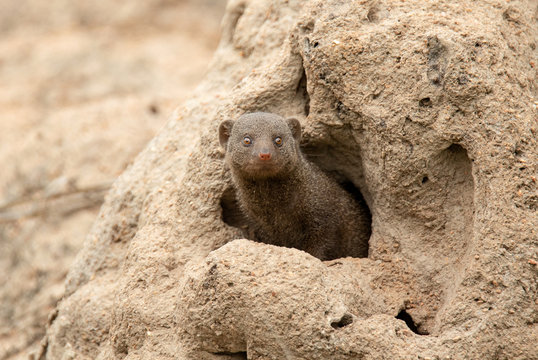 รูปภาพMongoose – เลือกดูภาพถ่ายสต็อก เวกเตอร์ และวิดีโอ38,720 | Adobe Stock