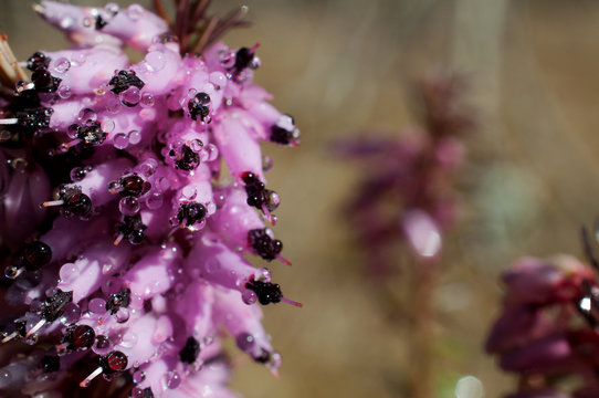 Lilla Bilder – Durchsuchen 5,489 Archivfotos, Vektorgrafiken und Videos ...