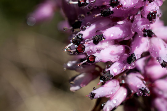 Lilla Bilder – Durchsuchen 5,749 Archivfotos, Vektorgrafiken und Videos ...