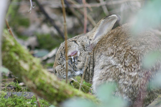 Mixie Images – Browse 54 Stock Photos, Vectors, and Video | Adobe Stock