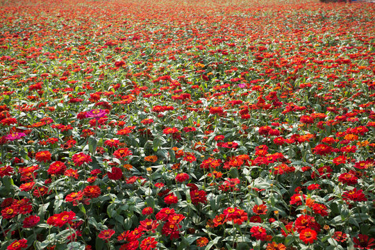 รูปภาพFolium – เลือกดูภาพถ่ายสต็อก เวกเตอร์ และวิดีโอ3,044 | Adobe Stock