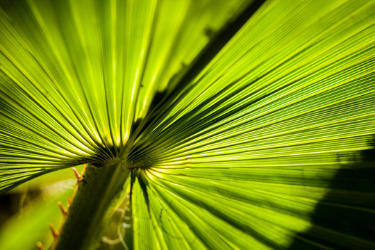 「Leef」の画像 - 381 件の Stock 写真、ベクターおよびビデオ | Adobe Stock