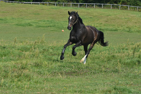 Draft Horse Cantering