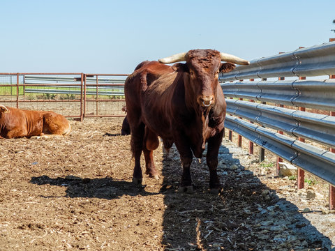 รูปภาพSemental – เลือกดูภาพถ่ายสต็อก เวกเตอร์ และวิดีโอ915 | Adobe Stock