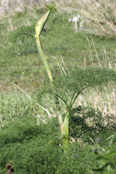 Ferula Bilder – Durchsuchen 819 Archivfotos, Vektorgrafiken und Videos ...