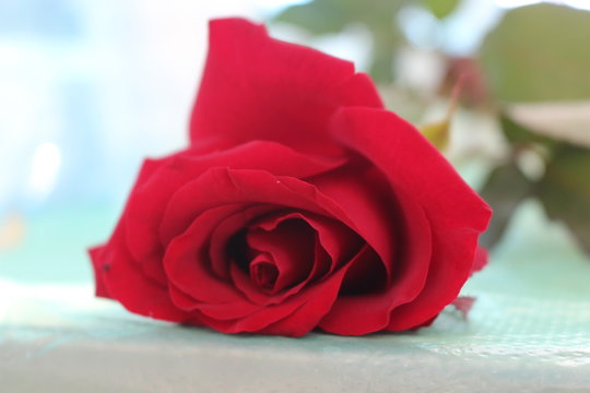 รูปภาพRoes-Flower – เลือกดูภาพถ่ายสต็อก เวกเตอร์ และวิดีโอ206 | Adobe Stock