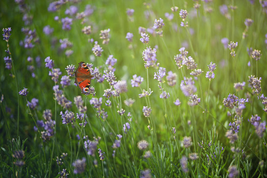 ..Heuschnupfen Images – Browse 5,870 Stock Photos, Vectors, and Video ...