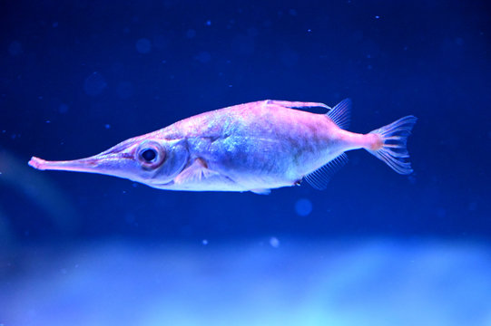 「Snipe-Fish」の写真素材 | 81件の無料イラスト画像 | Adobe Stock