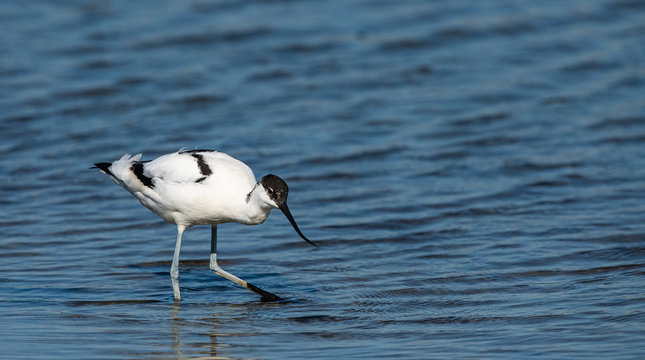 รูปภาพAvocette – เลือกดูภาพถ่ายสต็อก เวกเตอร์ และวิดีโอ518 | Adobe Stock