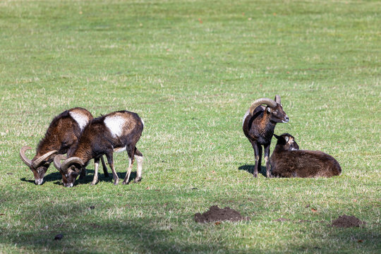 Stolidly bilder – Bläddra bland 1,250 stockfoton, vektorer och videor ...
