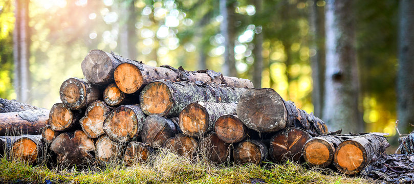 Felled Images – Browse 7,900,201 Stock Photos, Vectors, and Video ...