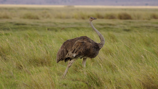 รูปภาพCamel-Bird – เลือกดูภาพถ่ายสต็อก เวกเตอร์ และวิดีโอ345 | Adobe Stock