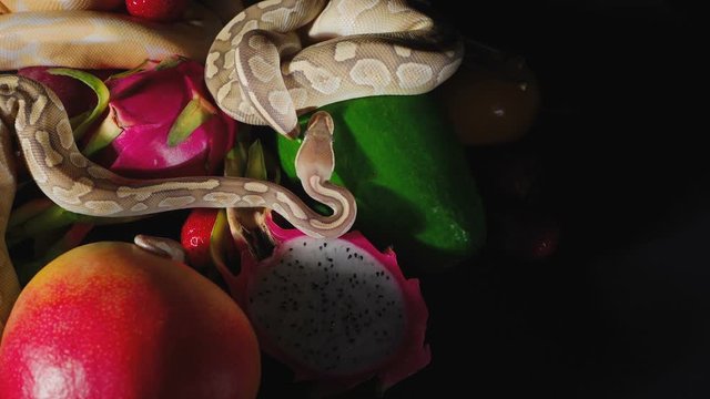 "Royal Pythons" Images – Browse 93 Stock Photos, Vectors, and Video ...