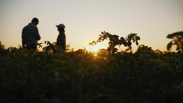 Beanstalk Bilder – Durchsuchen 1,397 Archivfotos, Vektorgrafiken und ...