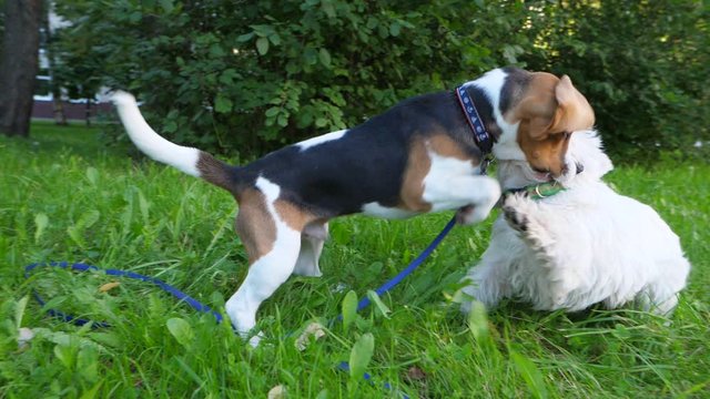 Roughhousing Images – Browse 620 Stock Photos, Vectors, and Video ...