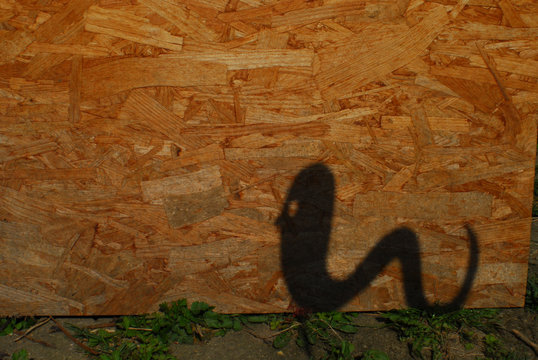 รูปภาพWurm – เลือกดูภาพถ่ายสต็อก เวกเตอร์ และวิดีโอ7,227 | Adobe Stock