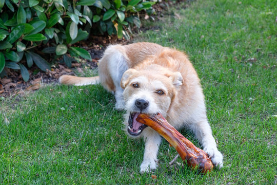 Rass Bilder – Durchsuchen 340 Archivfotos, Vektorgrafiken und Videos ...