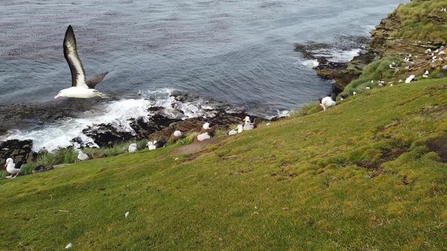 รูปภาพAlbatross – เลือกดูภาพถ่ายสต็อก เวกเตอร์ และวิดีโอ14,119 | Adobe ...