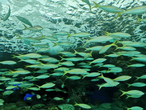 Cardumen Bilder – Durchsuchen 130 Archivfotos, Vektorgrafiken und ...