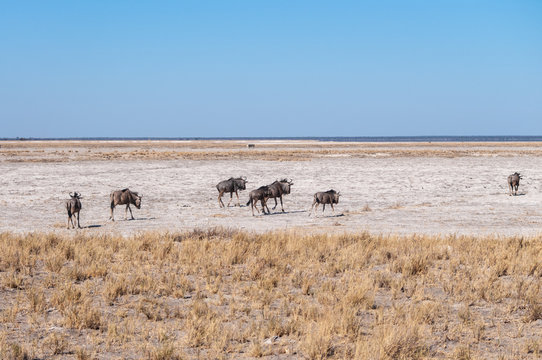 Obrázky Gnus – procházejte fotografie, vektory a videa 2,521 | Adobe Stock