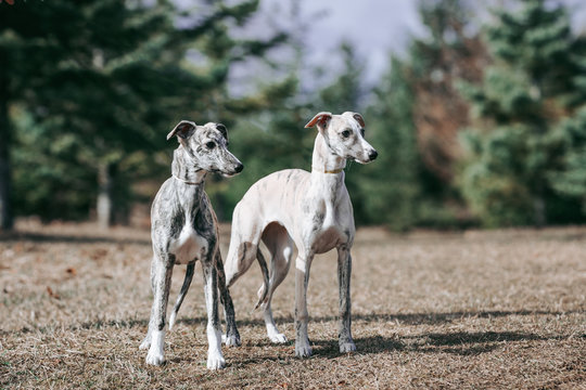 Vipet Images – Browse 36 Stock Photos, Vectors, and Video | Adobe Stock