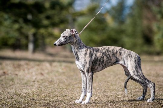 Vipet Images – Browse 36 Stock Photos, Vectors, and Video | Adobe Stock