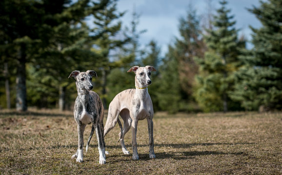 「Vipet」の写真素材 | 31件の無料イラスト画像 | Adobe Stock