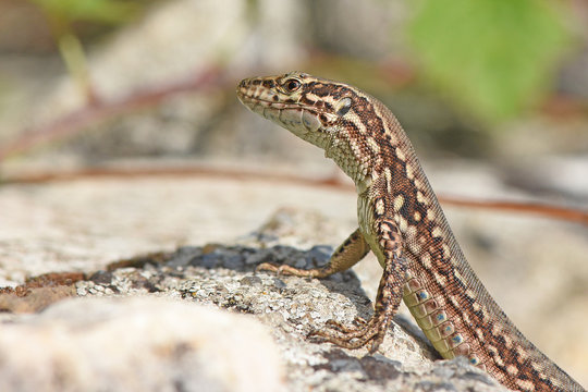 Rapiette Images – Parcourir 5,113 le catalogue de photos, vecteurs et ...