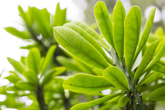 Euphobia Images – Browse 52 Stock Photos, Vectors, and Video | Adobe Stock