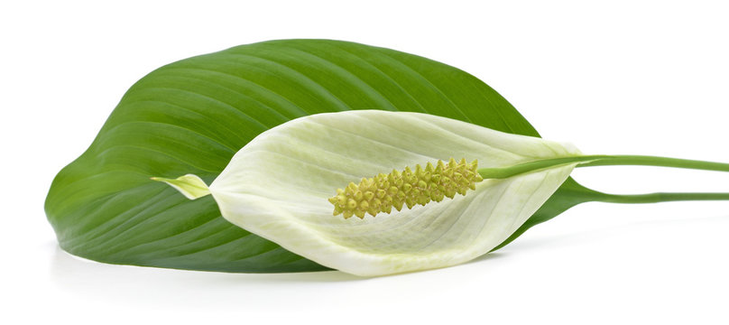 Spatifilum Images – Browse 76 Stock Photos, Vectors, and Video | Adobe ...