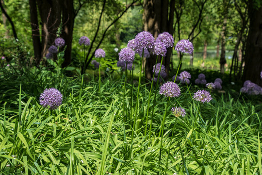รูปภาพAlium – เลือกดูภาพถ่ายสต็อก เวกเตอร์ และวิดีโอ83,557 | Adobe Stock