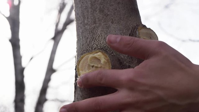 "Young Apple Tree" Images – Browse 76 Stock Photos, Vectors, and Video ...