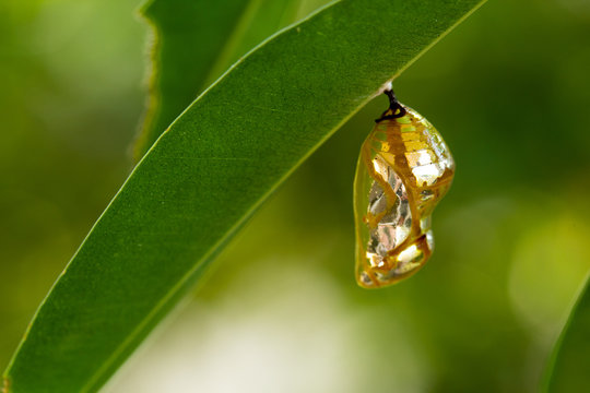Chrysalis Images – Browse 29,230 Stock Photos, Vectors, and Video ...