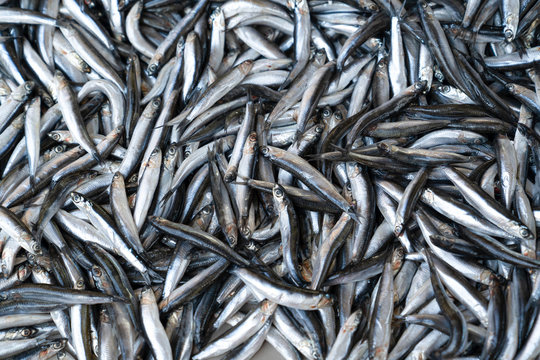"Anchovy Fish" Images – Browse 613 Stock Photos, Vectors, and Video ...