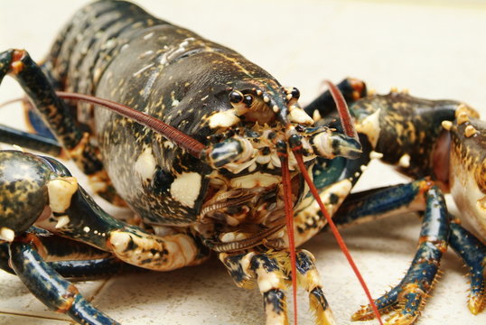 Imágenes de Lubrigante: descubre bancos de fotos, ilustraciones ...