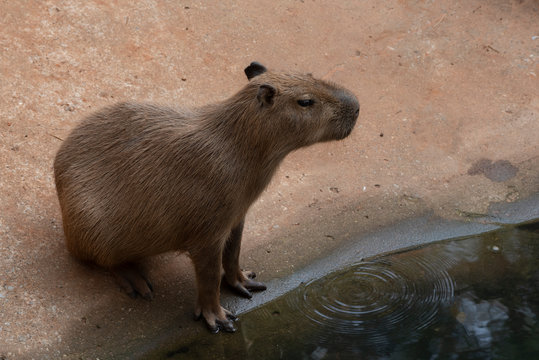Kapipara bilder – Bläddra bland 17 stockfoton, vektorer och videor ...