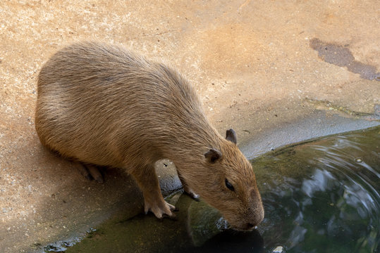 Kapipara bilder – Bläddra bland 17 stockfoton, vektorer och videor ...