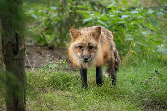 รูปภาพFuchs – เลือกดูภาพถ่ายสต็อก เวกเตอร์ และวิดีโอ17,381 | Adobe Stock